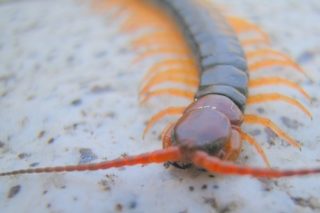 ムカデの赤ちゃん画像！家の中に出たのはムカデ？ヤスデ？親も出る？ | 携帯知恵袋